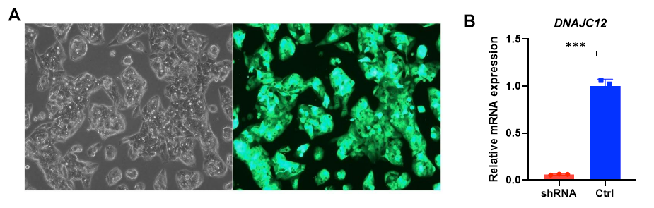 Gene Knockdown Stable Cell Line | VectorBuilder